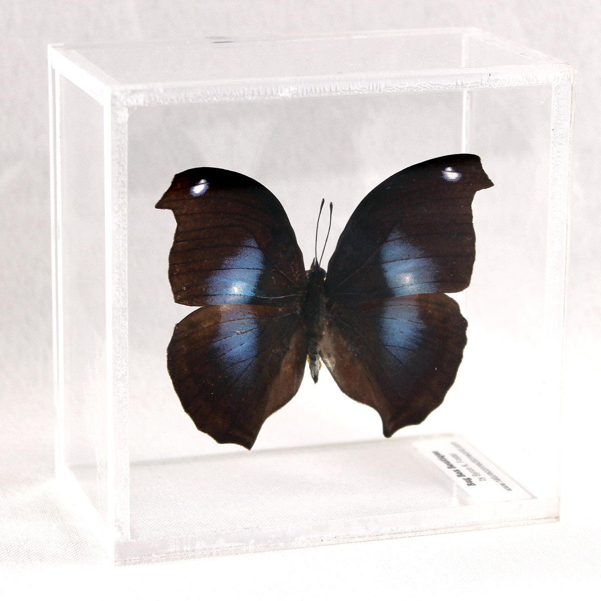 Great Blue Hookwing 4 x 4 Acrylic Display – Butterfly Wonderland Treasures
