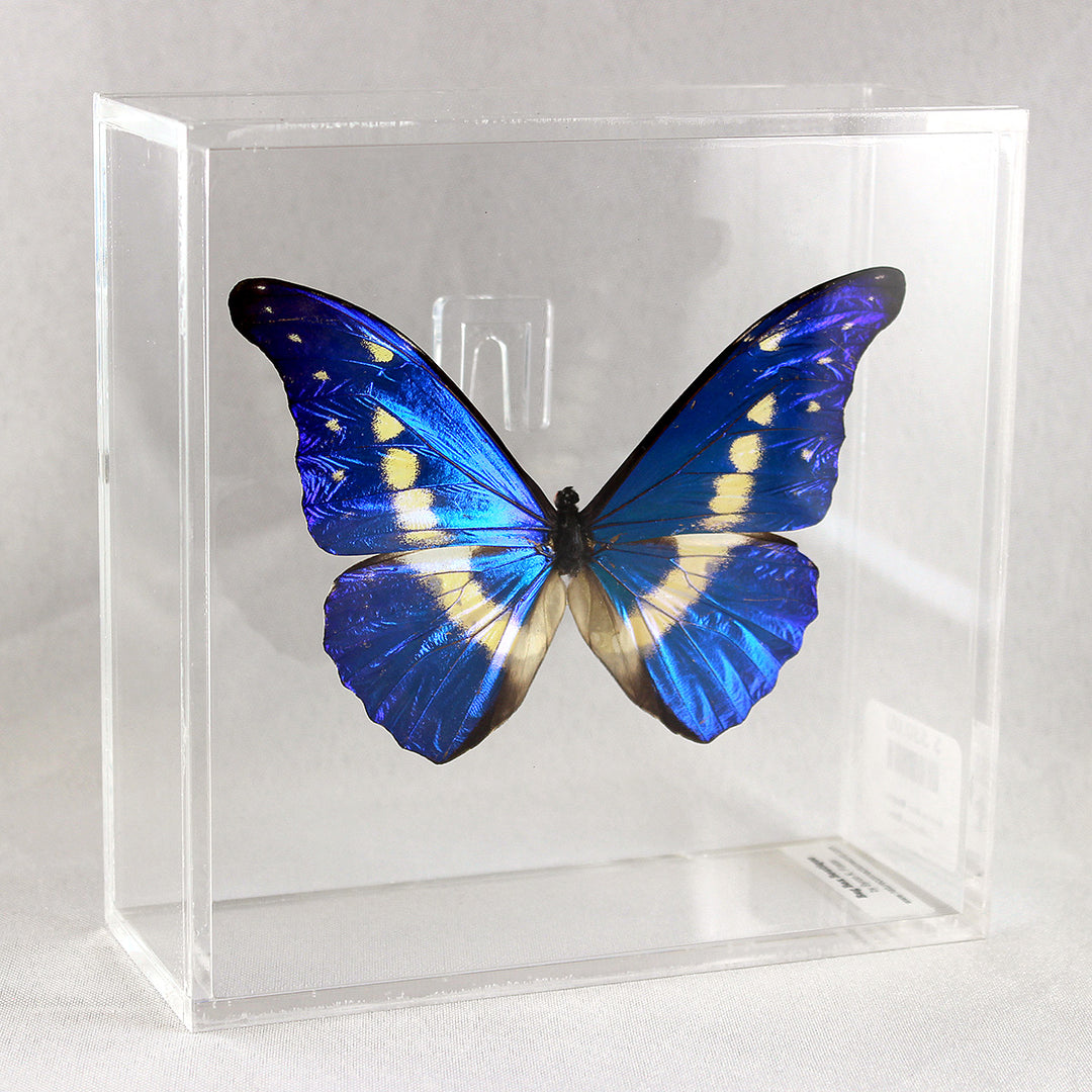 Helena Morpho 6 x 6 Acrylic Display – Butterfly Wonderland Treasures
