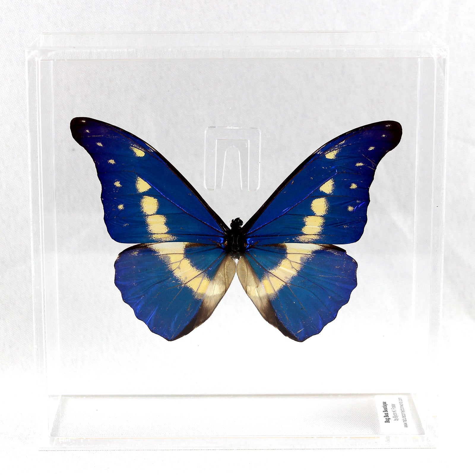 Helena Morpho 6 x 6 Acrylic Display – Butterfly Wonderland Treasures