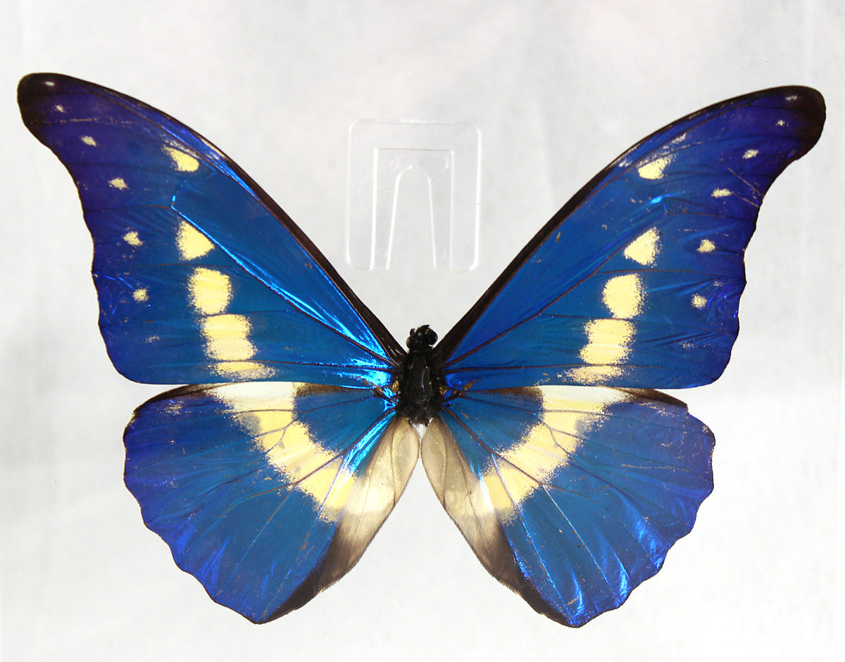 Helena Morpho 6 x 6 Acrylic Display – Butterfly Wonderland Treasures